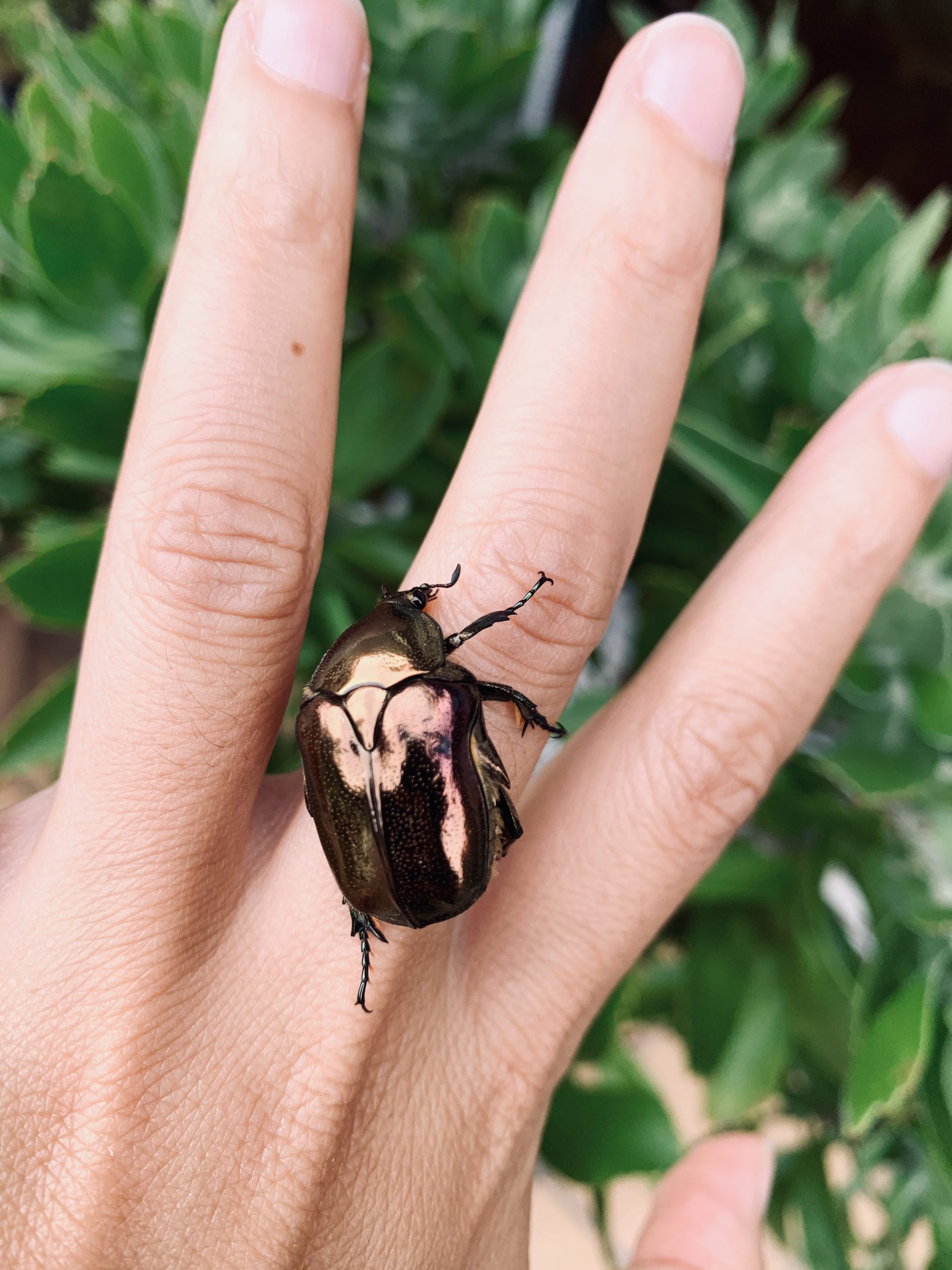 golden bug - jonnlynx offical website